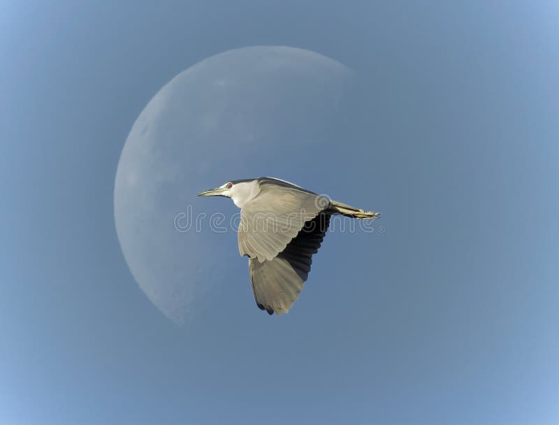 Black Crown Heron in-Flight 2 Stock Photo - Image of avian, exotic ...