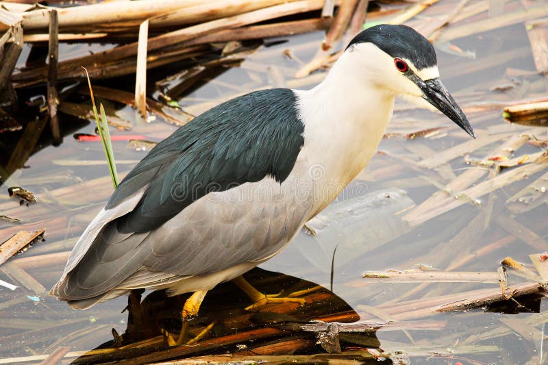 A Black Crown Night Heron Walking Along Dried Reeds Stock Image - Image ...