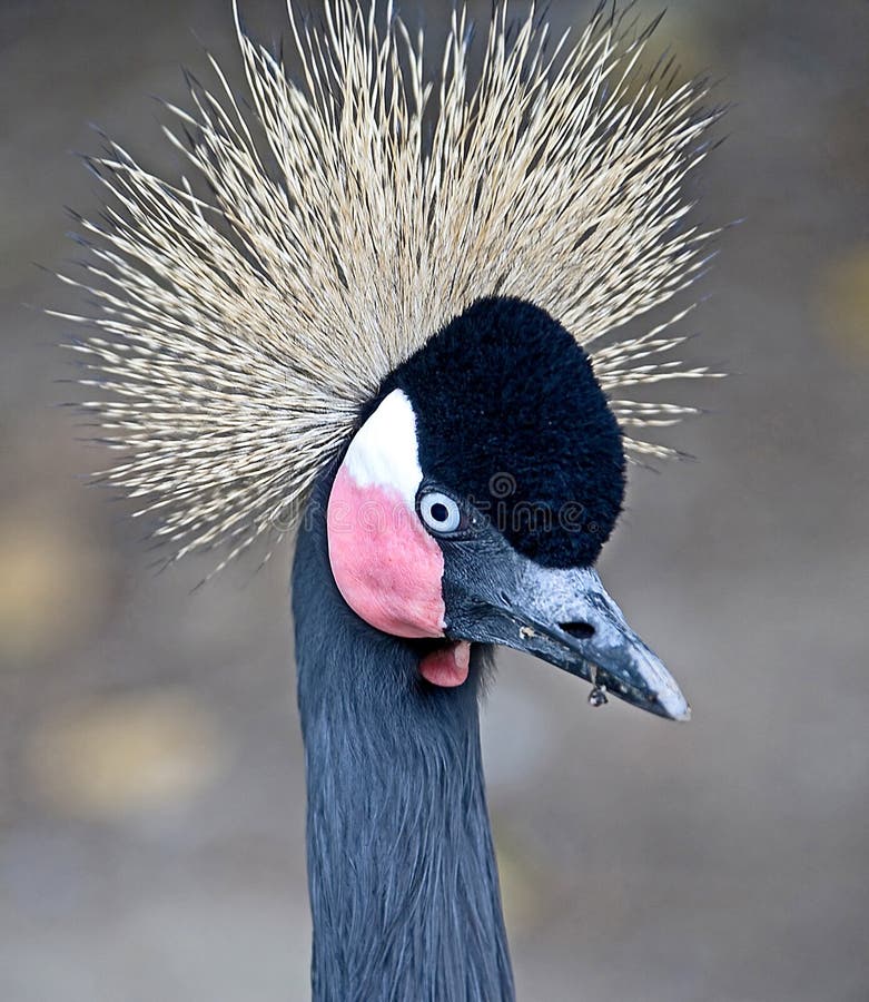 Black crowned crane 3 stock image. Image of ornithology - 3260309