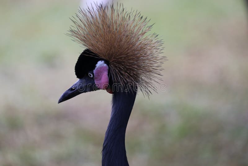 Black Crowned Crane Bird with Blur Background Stock Photo - Image of ...