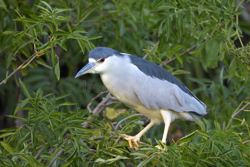 Black-crowned Night Heron, Nycticorax Nycticorax Stock Photo - Image of ...
