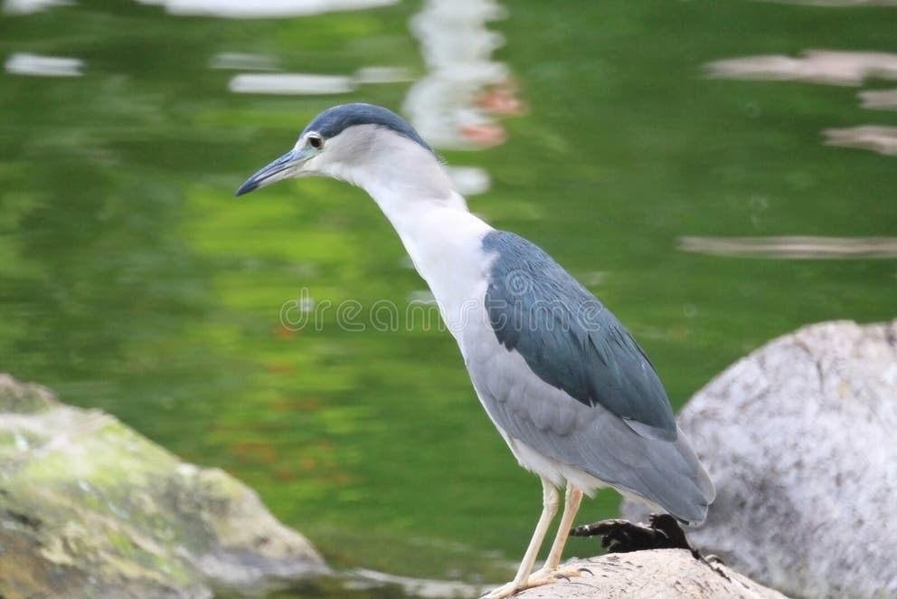 A Black Crowned Night Heron Waiting at Pond Edge for a Fish Stock Image ...