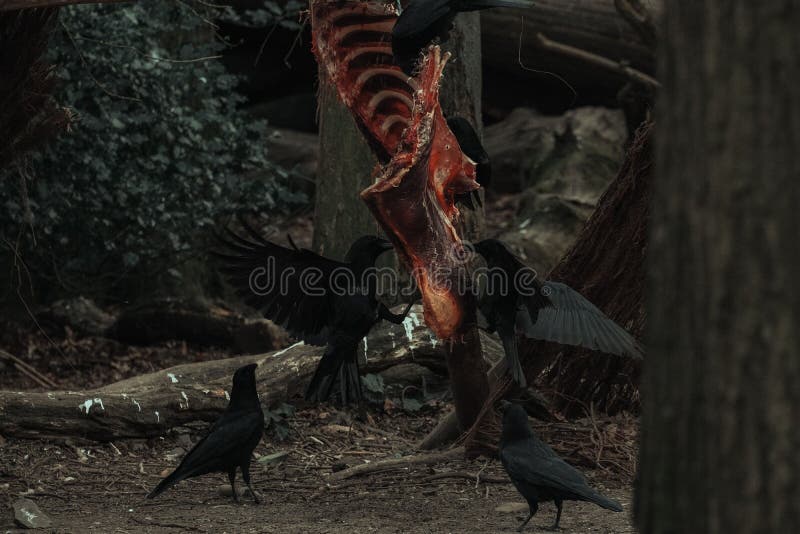 Black Crows Attacking the Carcass of an Animal Stock Photo - Image of ...