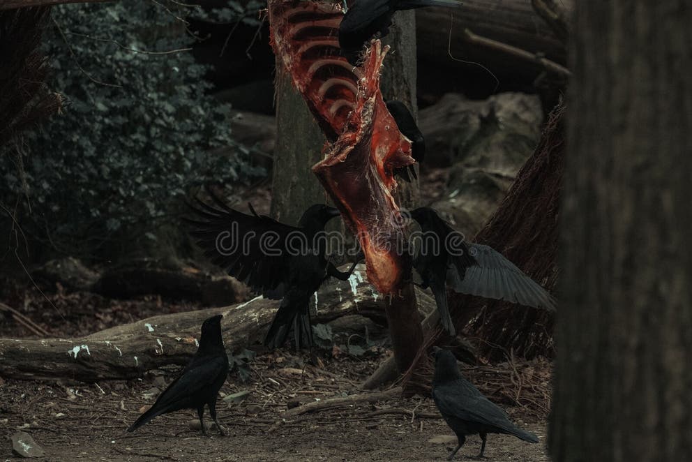 Black Crows Attacking the Carcass of an Animal Stock Photo - Image of ...