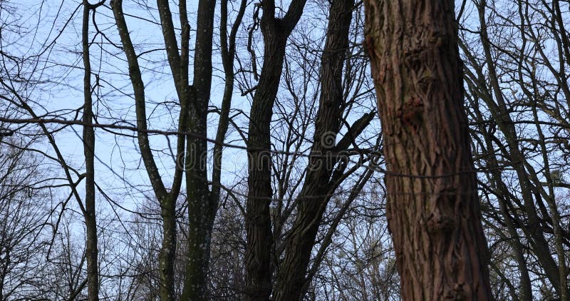 Black Crows Flying and Sitting on Tree Branches in Early Spring Stock ...