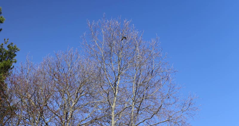 Black Crows Flying and Sitting on Tree Branches in Early Spring Stock ...