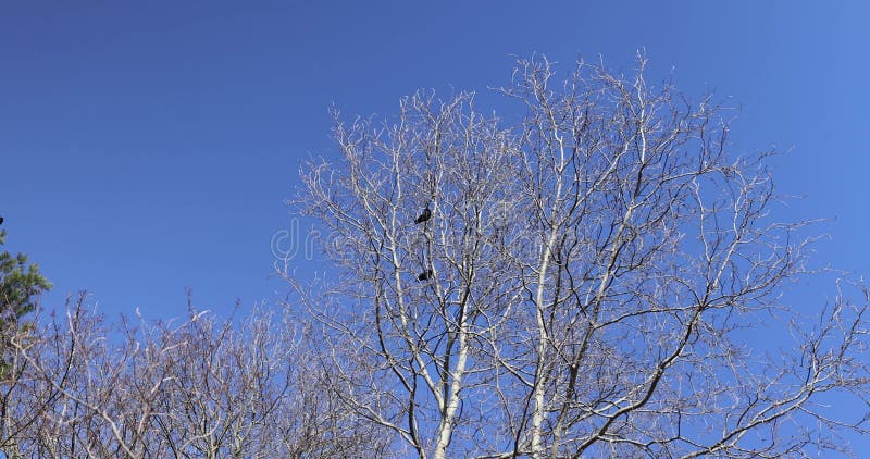 Black Crows Flying and Sitting on Tree Branches in Early Spring Stock ...