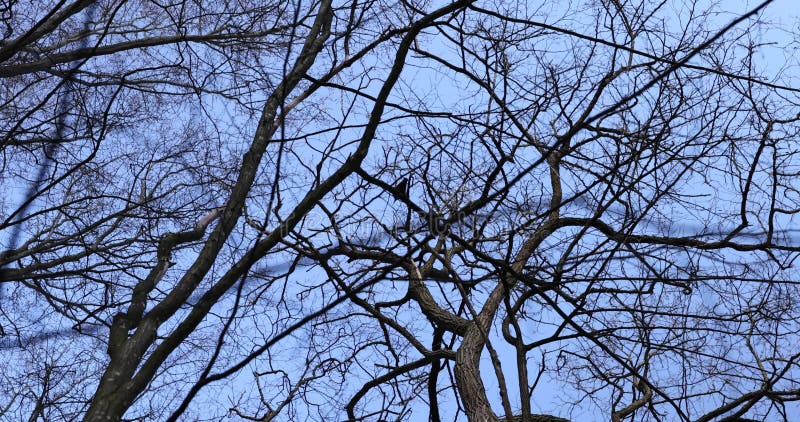Black Crows Flying and Sitting on Tree Branches in Early Spring Stock ...