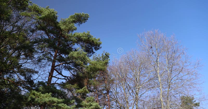 Black Crows Flying and Sitting on Tree Branches in Early Spring Stock ...