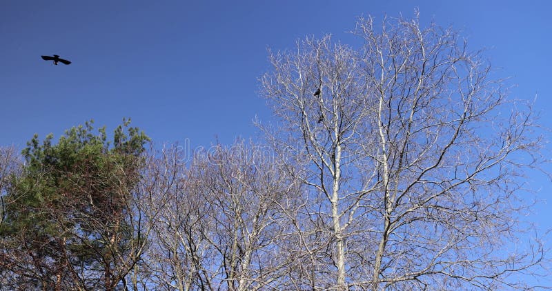 Black Crows Flying and Sitting on Tree Branches in Early Spring Stock ...