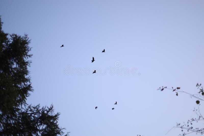 Black Crows Flying in the Sky. Birds in the Evening Sky Stock Photo ...