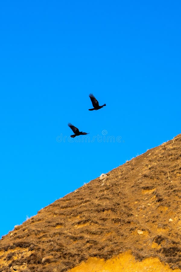 Two black crows in flight. stock photo. Image of crow - 10664062