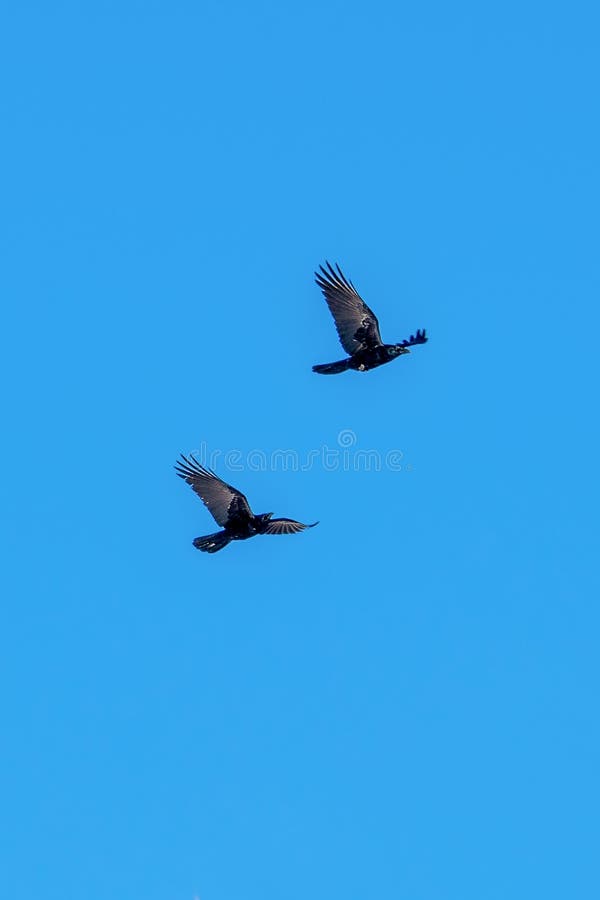 Two black crows in flight. stock photo. Image of crow - 10664062