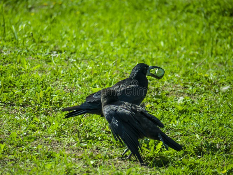 Black Crows Looking for Food in the Grass. Color Nature Stock Photo ...