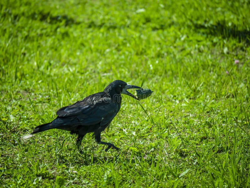 Black Crows Looking for Food in the Grass. Color Nature Stock Photo ...