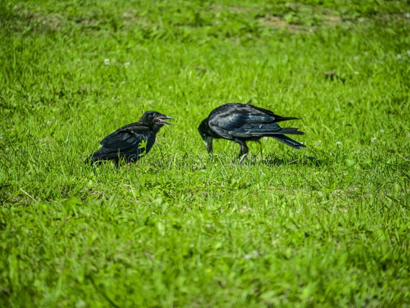 Black Crows Looking for Food in the Grass. Color Nature Stock Image ...