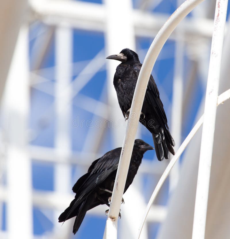 Black crows in nature stock image. Image of raven, flock - 111418337
