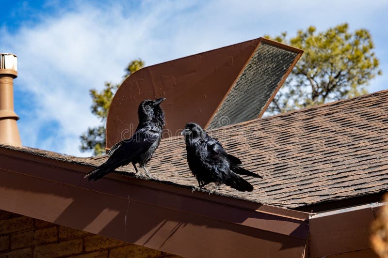 Black Crows Perched Atop a Rooftop, Gazing at Each Other Stock Photo ...