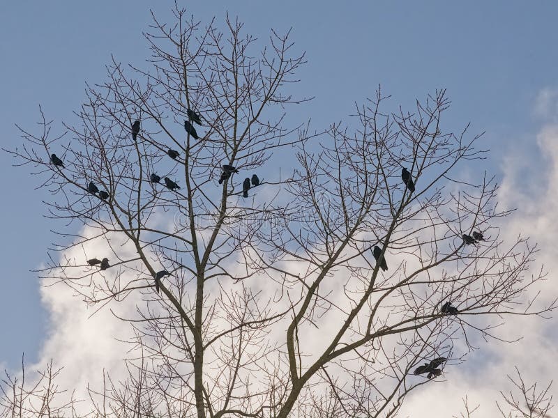Black Crows Sitting in the Branches of a Bare Tree - Corvus Stock Image ...