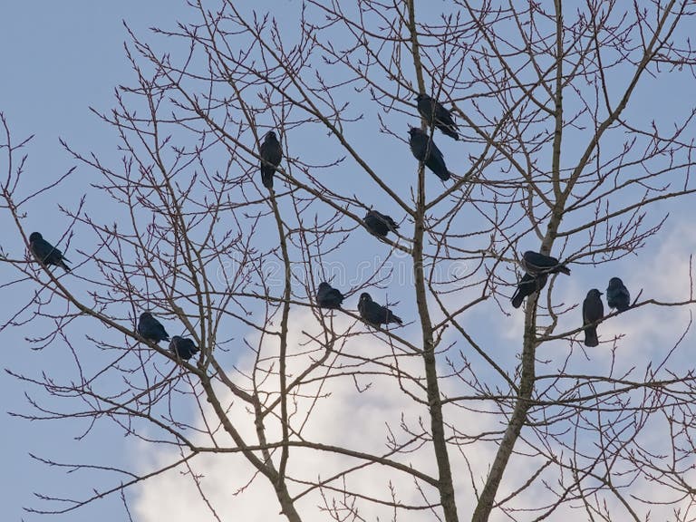 Black Crows Sitting in the Branches of a Bare Tree - Corvus Stock Photo ...