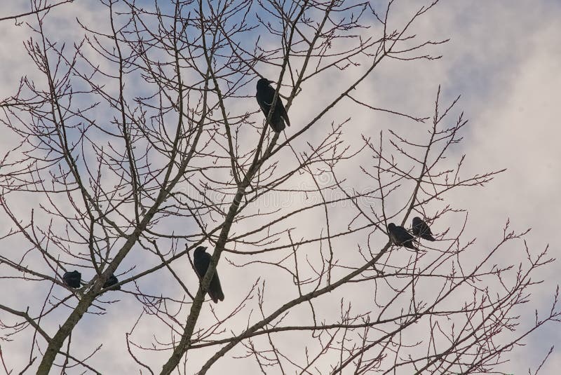 Black Crows Sitting in the Branches of a Bare Tree - Corvus Stock Photo ...