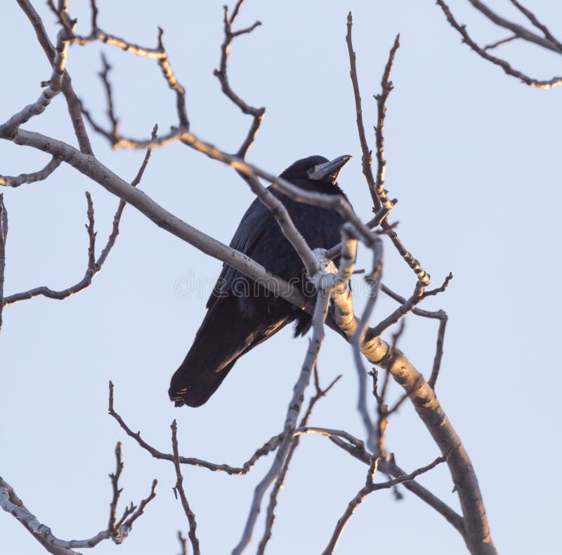 Black crows on a tree stock image. Image of shot, dark - 105000923