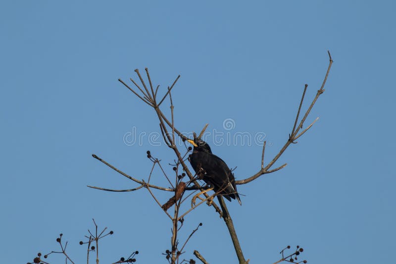 Black crows on a tree stock photo. Image of corvus, beak - 297817424
