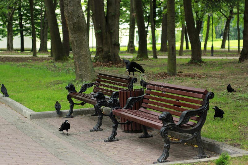 Black Crows are Walking Around the Bench Stock Image - Image of grass ...