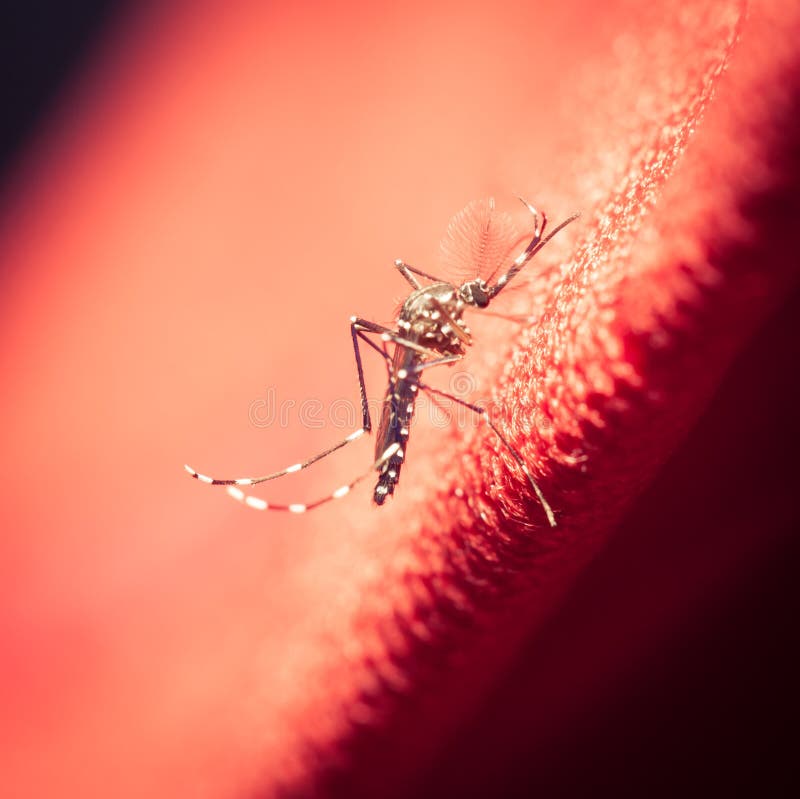 142 Black Culex Mosquito Stock Photos - Free & Royalty-Free Stock ...
