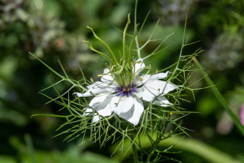 Black Cumin Nigella Sativa Flower Stock Photo - Image of fresh, green ...