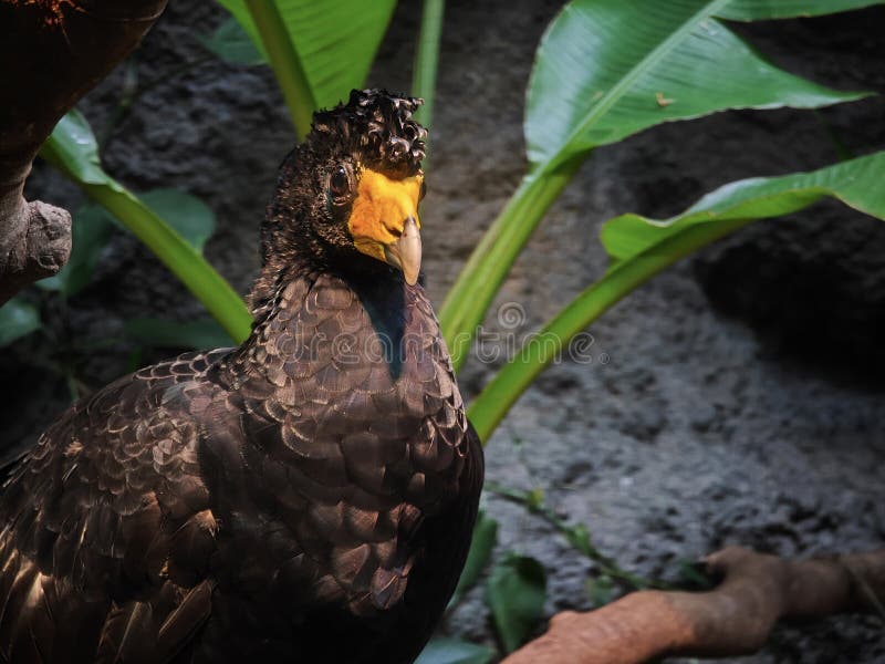 A Black Curassow with Yellow Face Standing in the Bush Stock Image ...