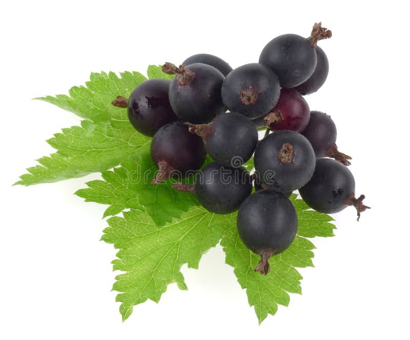 Black currant. stock image. Image of healthy, fresh, close - 10550829