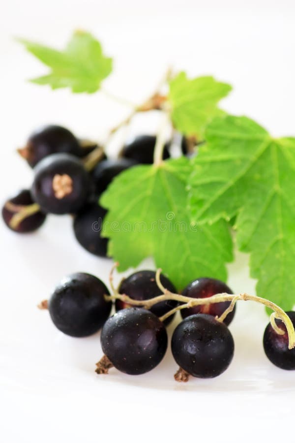 Black currant stock image. Image of blackcurrant, freshness - 10188377