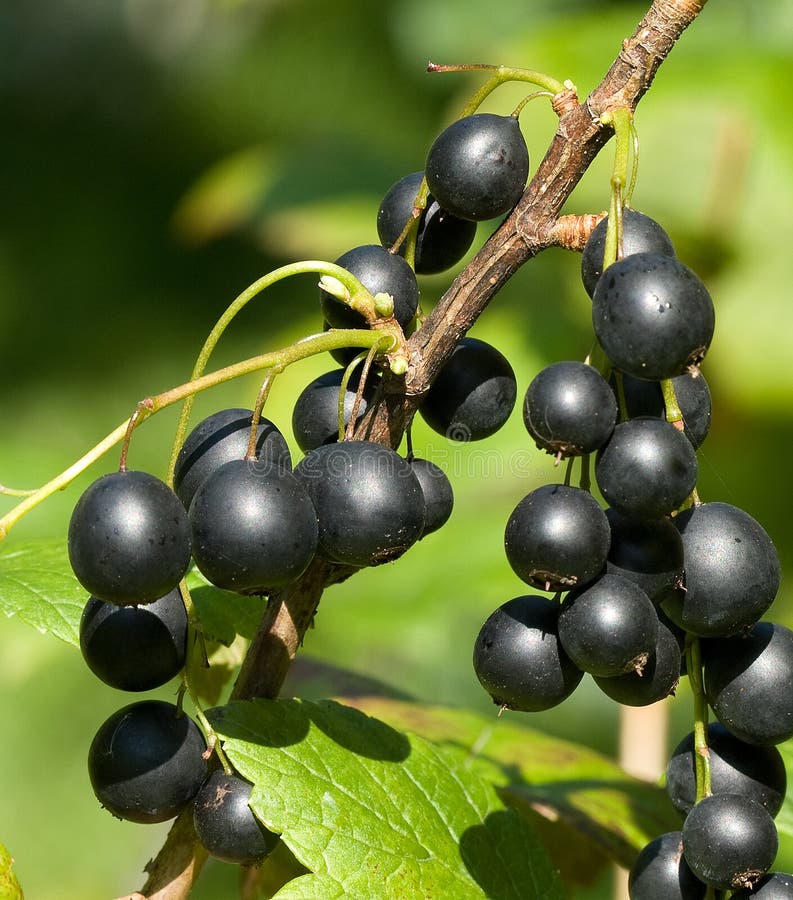 Black currant stock photo. Image of garden, organic, nutrition - 10270662