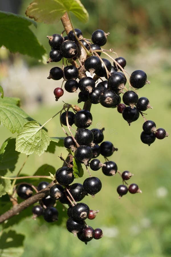 Blackcurrant stock photo. Image of flora, garden, eating - 1798724