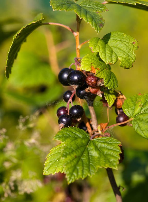 Black currant stock photo. Image of food, ripe, taste - 10928410