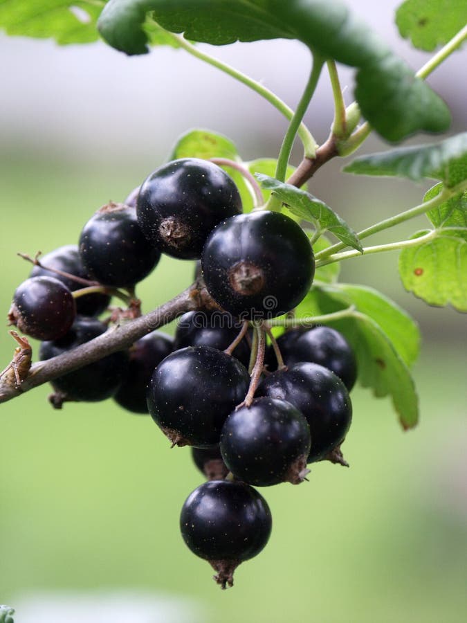 Black currant. stock image. Image of meal, nutritious, currant - 474691