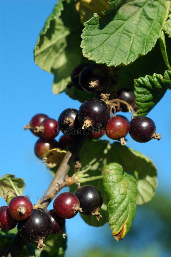 Black currant stock image. Image of ripe, arousing, mellow - 1035975