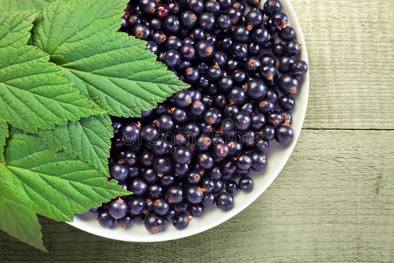 Black currant. stock image. Image of fresh, black, blackcurrant - 24555085