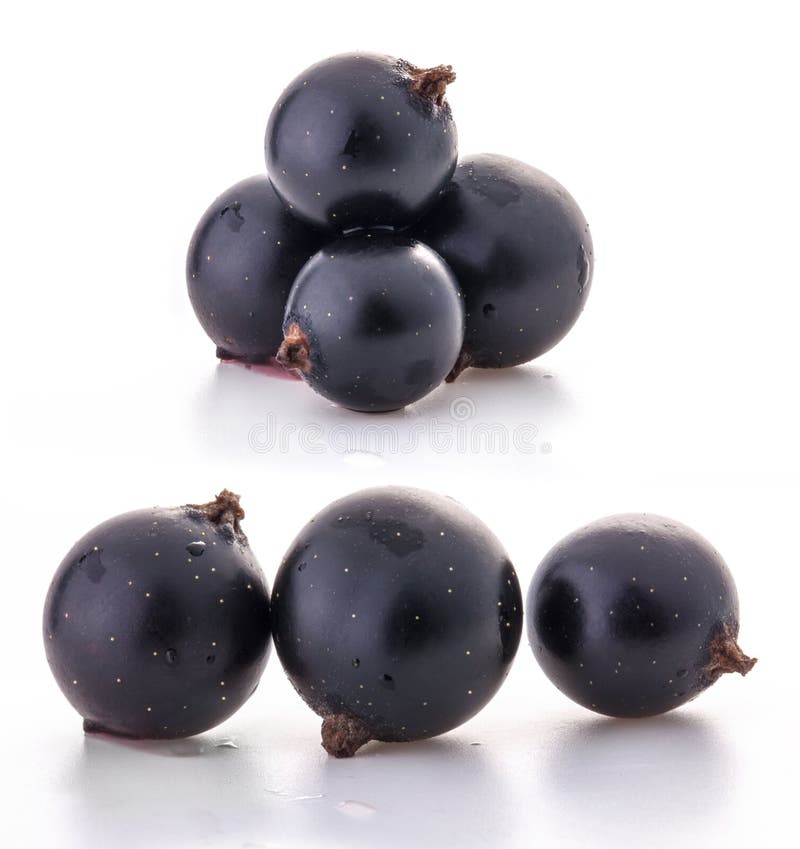 Blackcurrant stock photo. Image of berries, medicine - 21165254