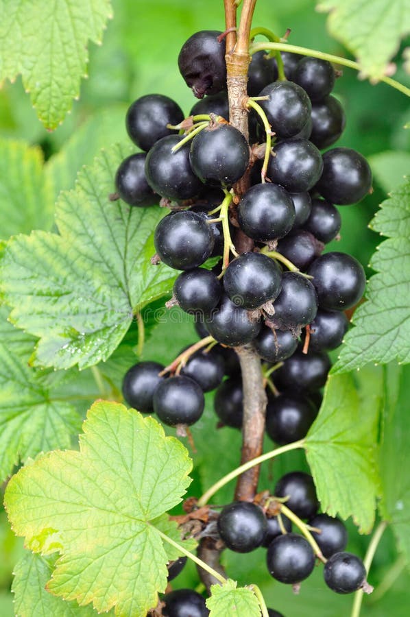 Black currant stock image. Image of fruit, fresh, harvest - 95634007