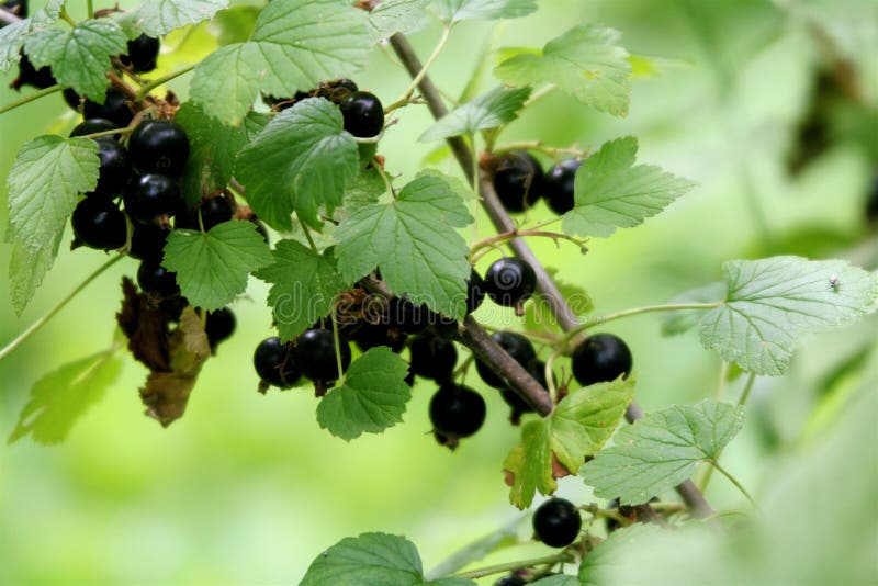 Black currant stock image. Image of elements, black, natural - 3129807