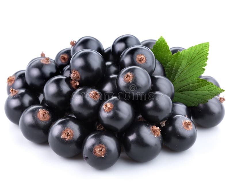 46,121 Black Currant Stock Photos - Free & Royalty-Free Stock Photos ...