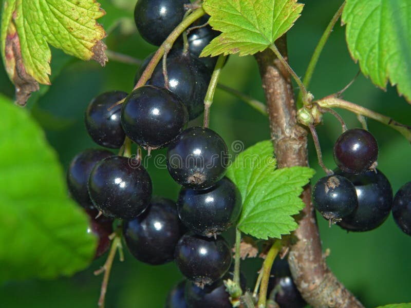 Black Currant Isolated on White Background Stock Photo - Image of curve ...