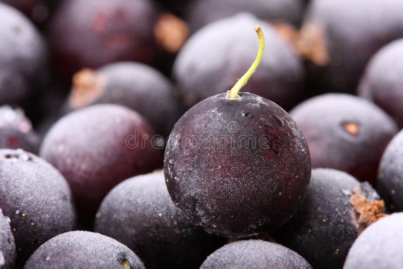 Black currant stock photo. Image of fruit, macro, summer - 5078828