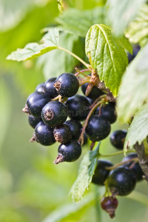 Black currant stock image. Image of tasty, currant, dessert - 5371207