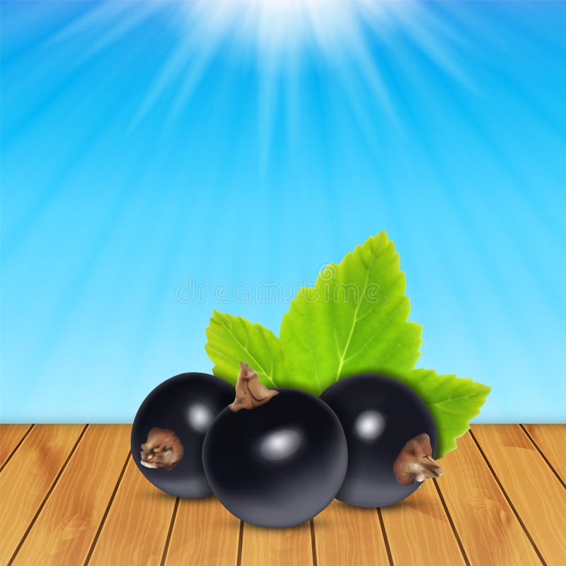 Black currant stock vector. Illustration of cover, dessert - 59583205