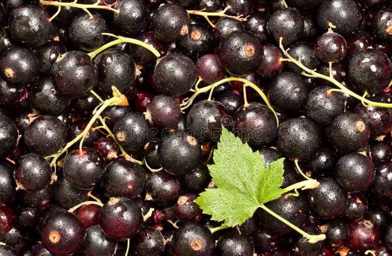 Black currant. Background stock photo. Image of currant - 43209840