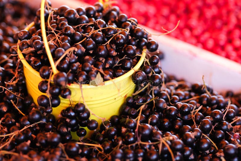 Currant Berries, Apples and Mint Leaves in Compote. Preparation of ...