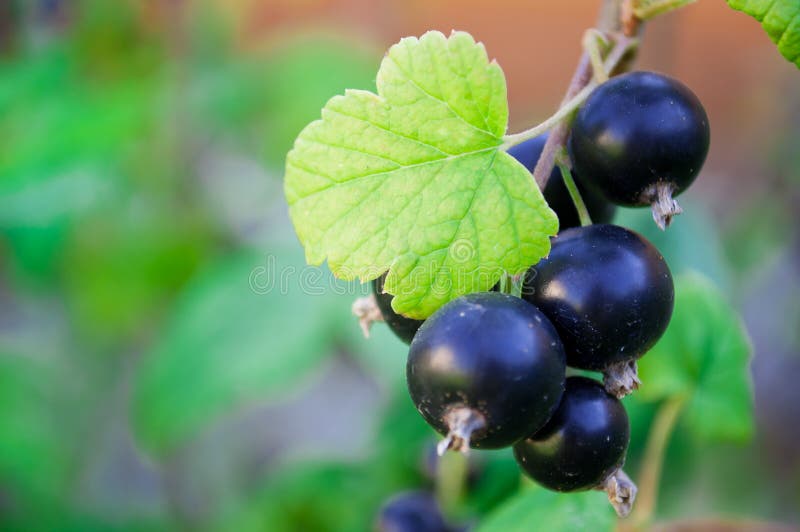 Black Currant Berries on a Branch Stock Photo - Image of black ...